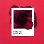 PANTONE Flowers, una paleta de colores hecha con flores - La Criatura ...