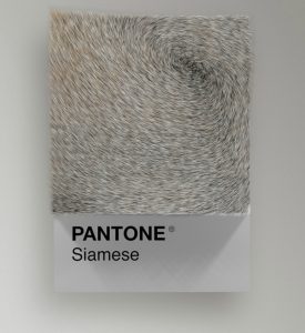 Las diferentes razas de gatos convertidas en colores Pantone - La ...